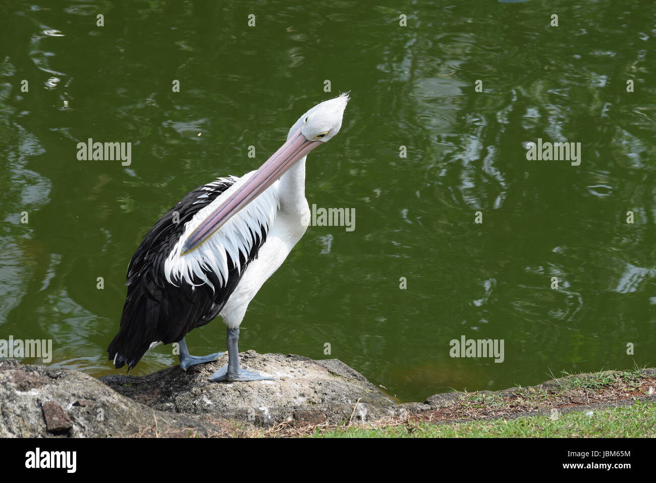 Bird with throat pouch hi-res stock photography and images - Alamy