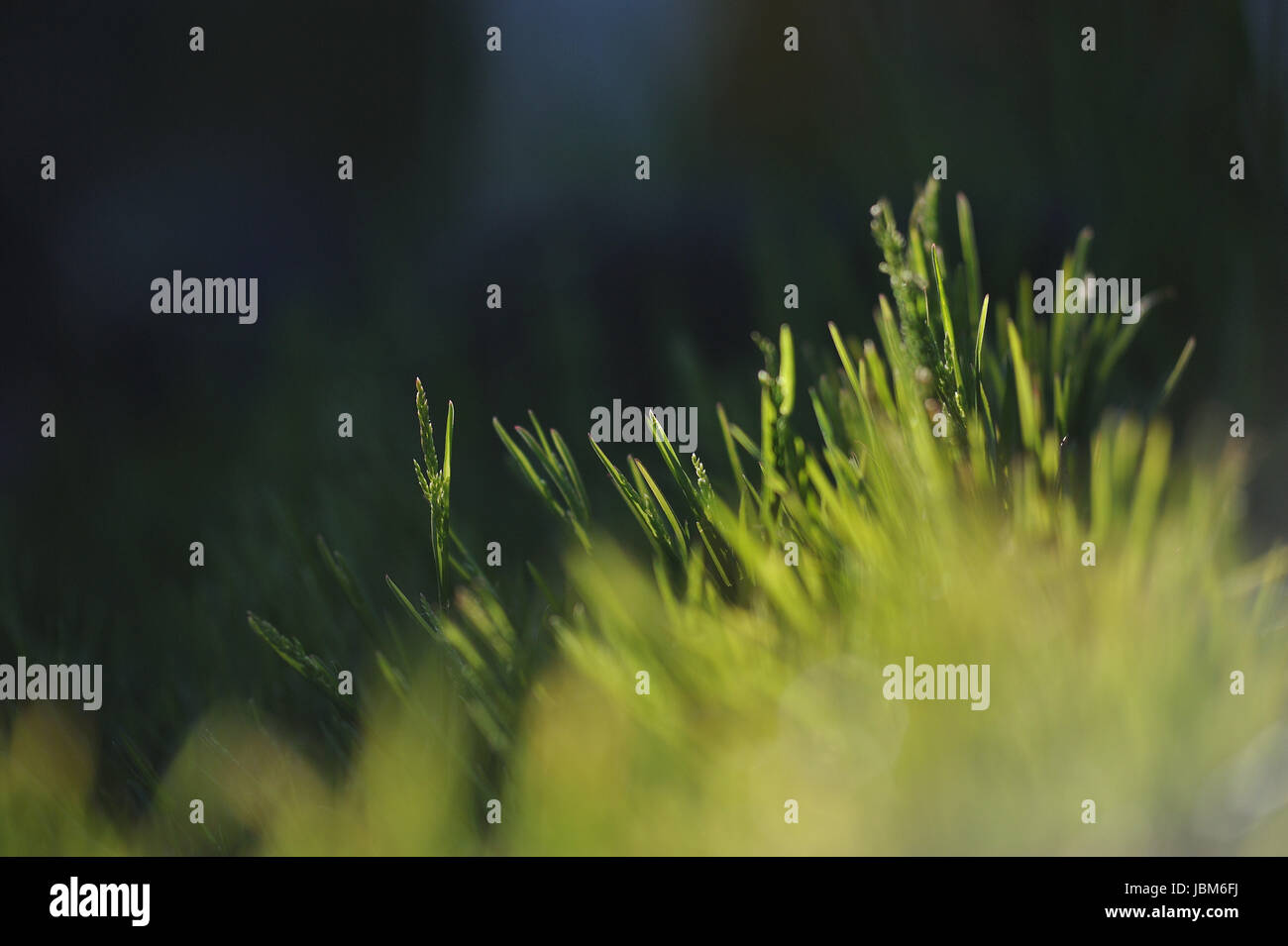 Beautiful scene tall green grass hi-res stock photography and images ...