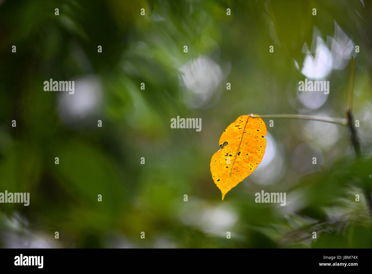 Rainforest tropical ecosystem hi-res stock photography and images - Alamy