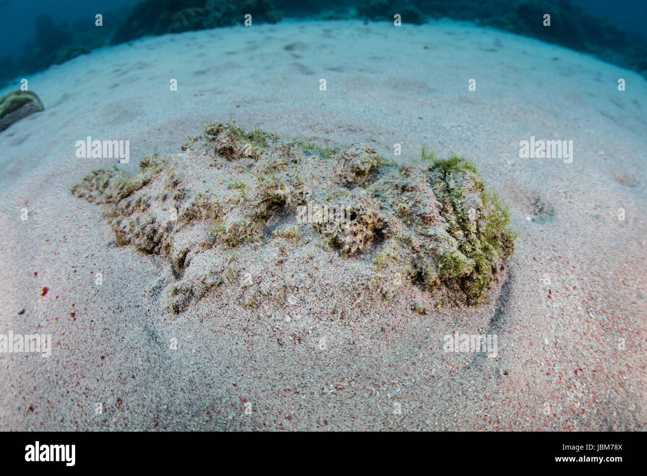 A highly venomous Stonefish camouflages itself in sand in Komodo ...
