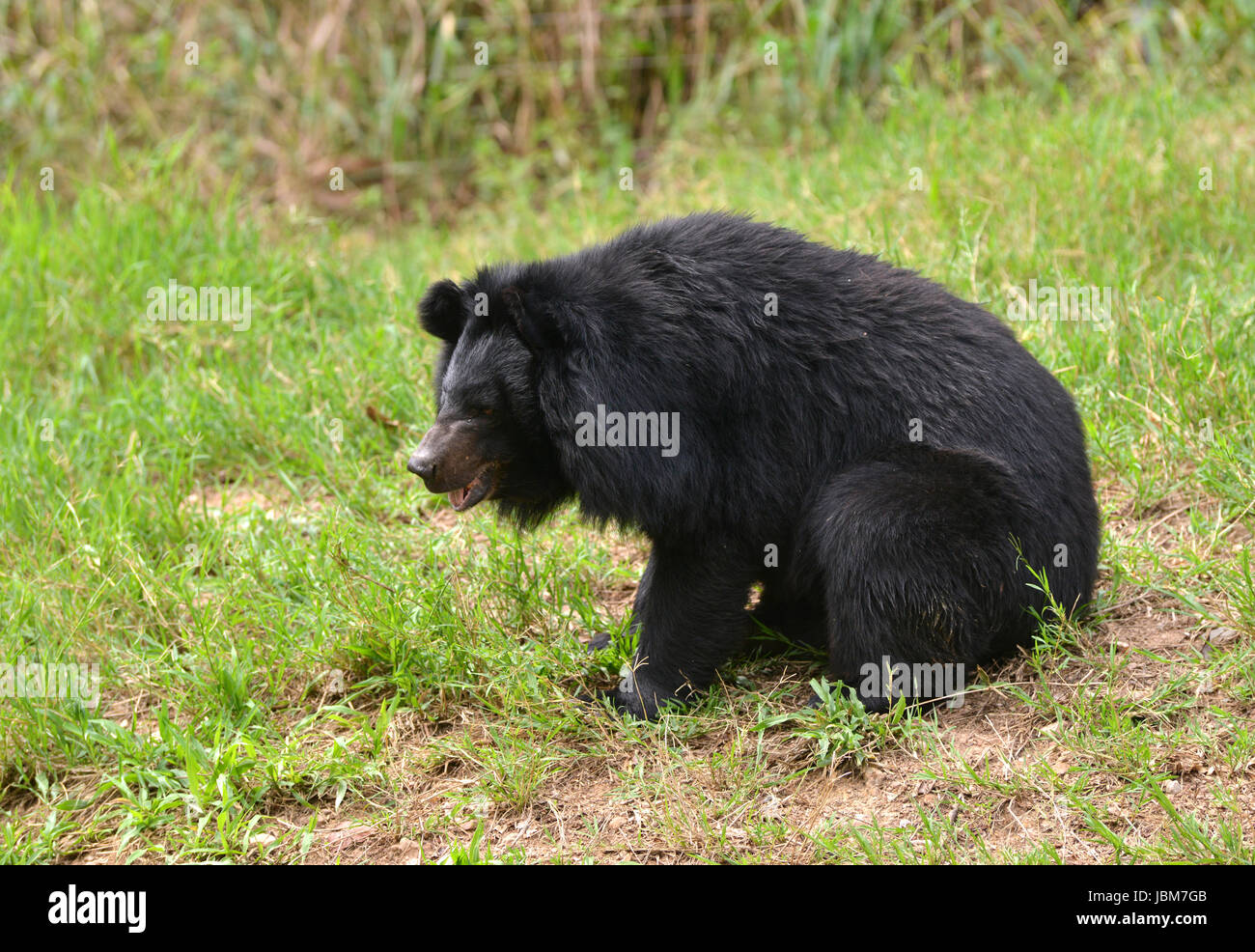 Asiatic Black Bear Moon Bear High Resolution Stock Photography and ...