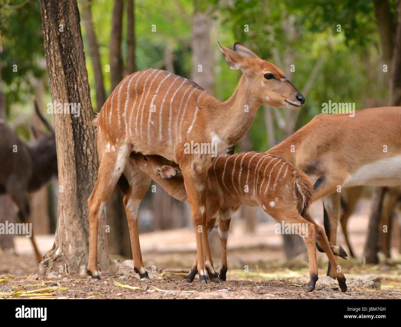 female nyala feeding their baby Stock Photo - Alamy