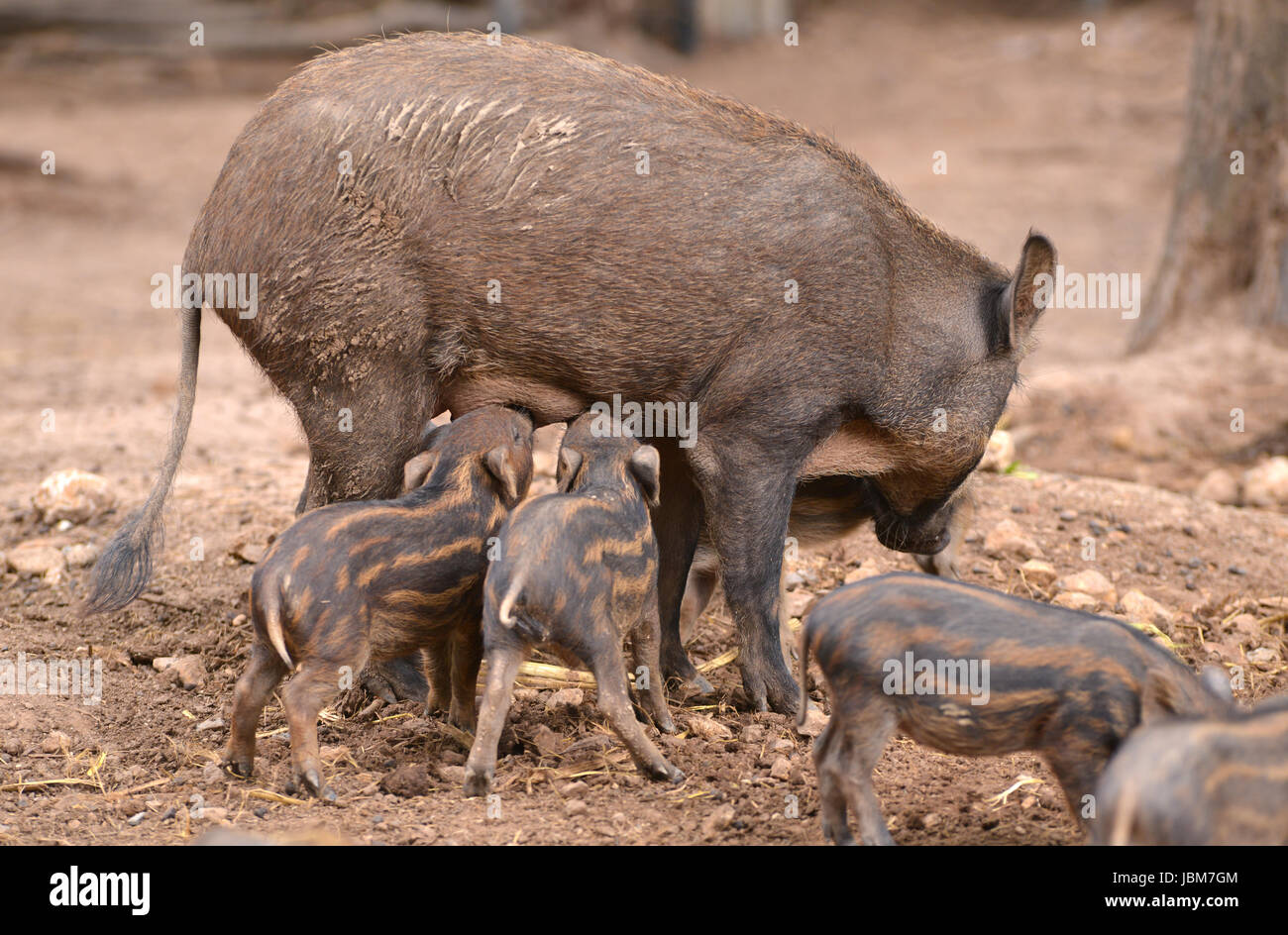 an asiatic wild boar feeding their baby Stock Photo - Alamy