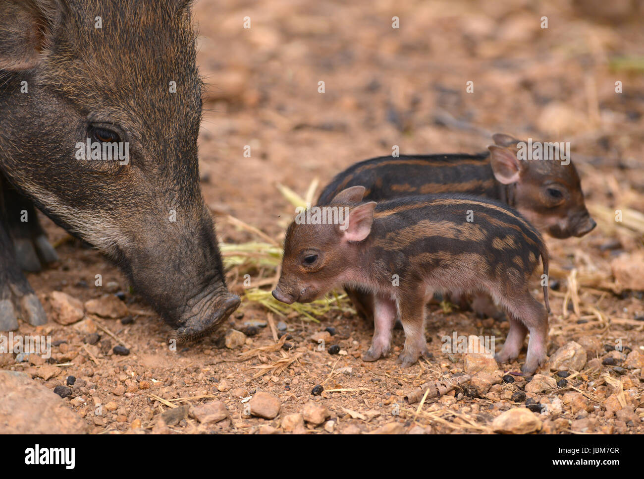 baby wild boar with their mum Stock Photo - Alamy