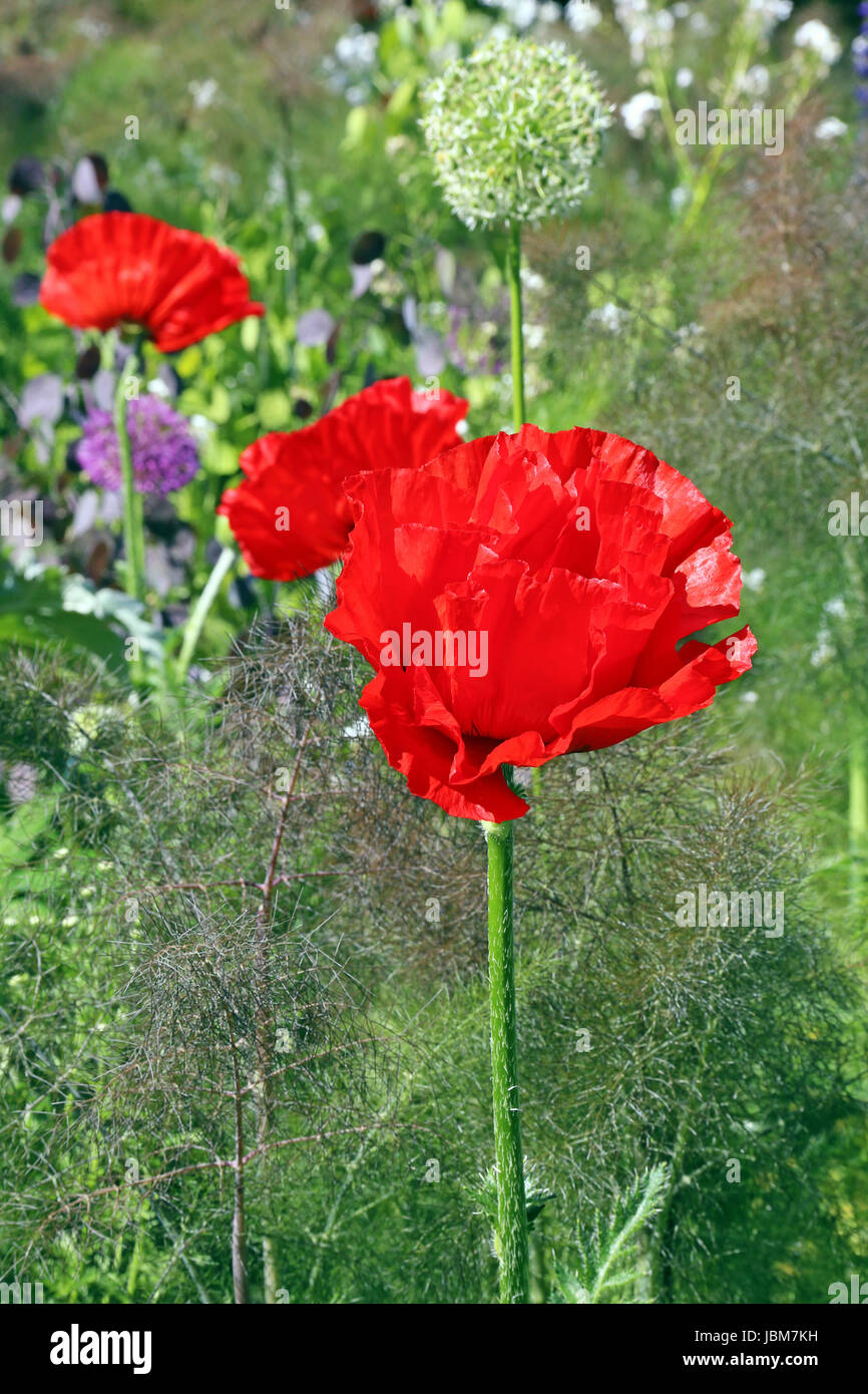 fire red poppy papaver orientale Stock Photo - Alamy