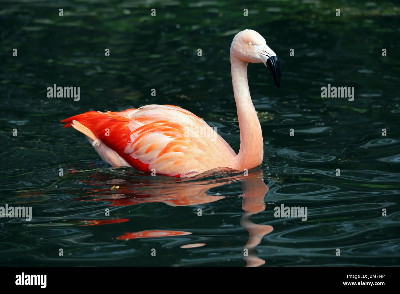to do the crawl flamingo Stock Photo - Alamy