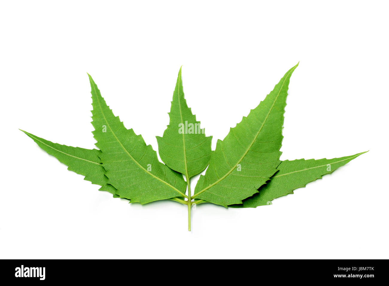Neem leaf hi-res stock photography and images - Alamy