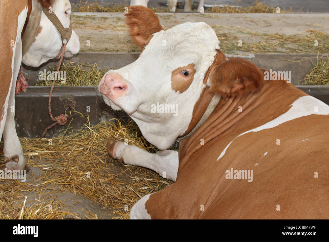 Cow laying on the barn floor hay Stock Photo - Alamy
