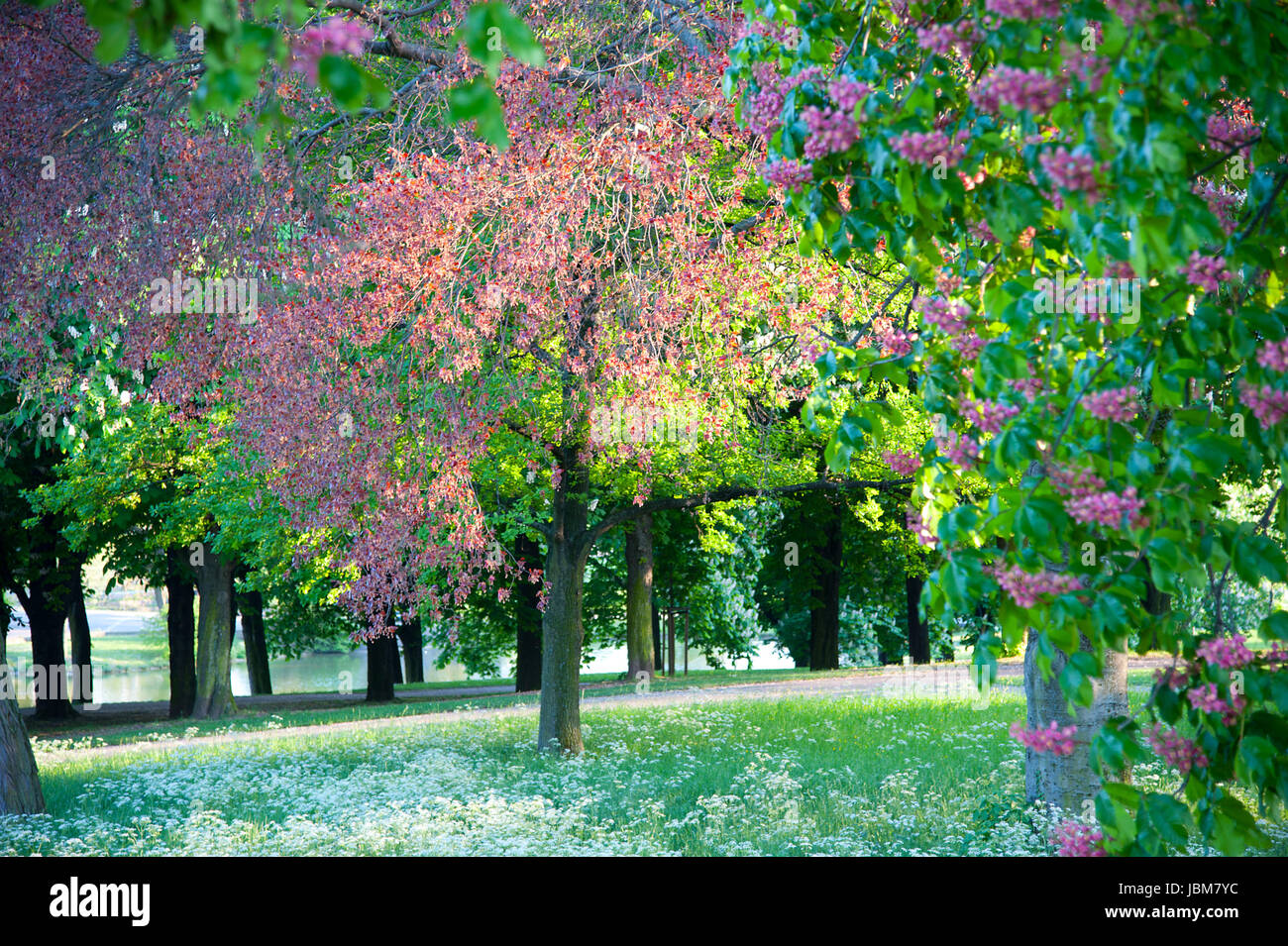 Saftige wiesen hi-res stock photography and images - Alamy