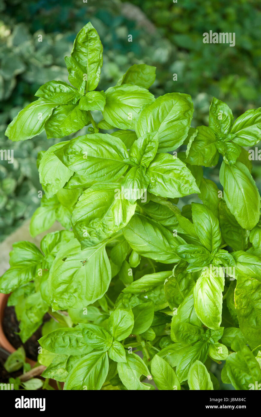Basil plant growing in a garden Stock Photo - Alamy
