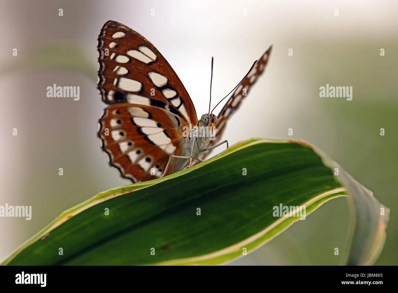 Sergeant butterfly hi-res stock photography and images - Alamy
