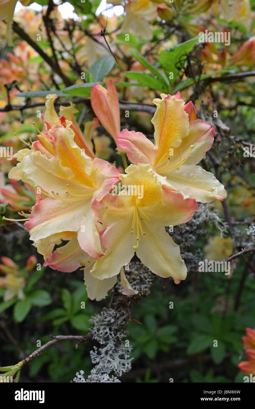 Yellow / Peach Rhododendron, Pitmuies Gardens, by Forfar, Angus ...