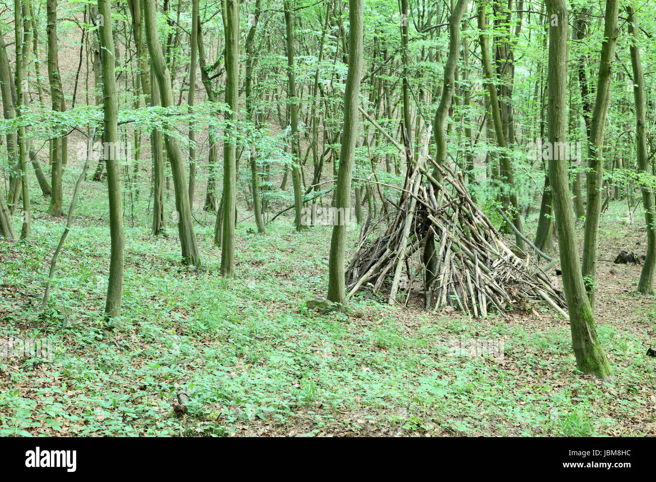 Teepee in green forest Stock Photo - Alamy