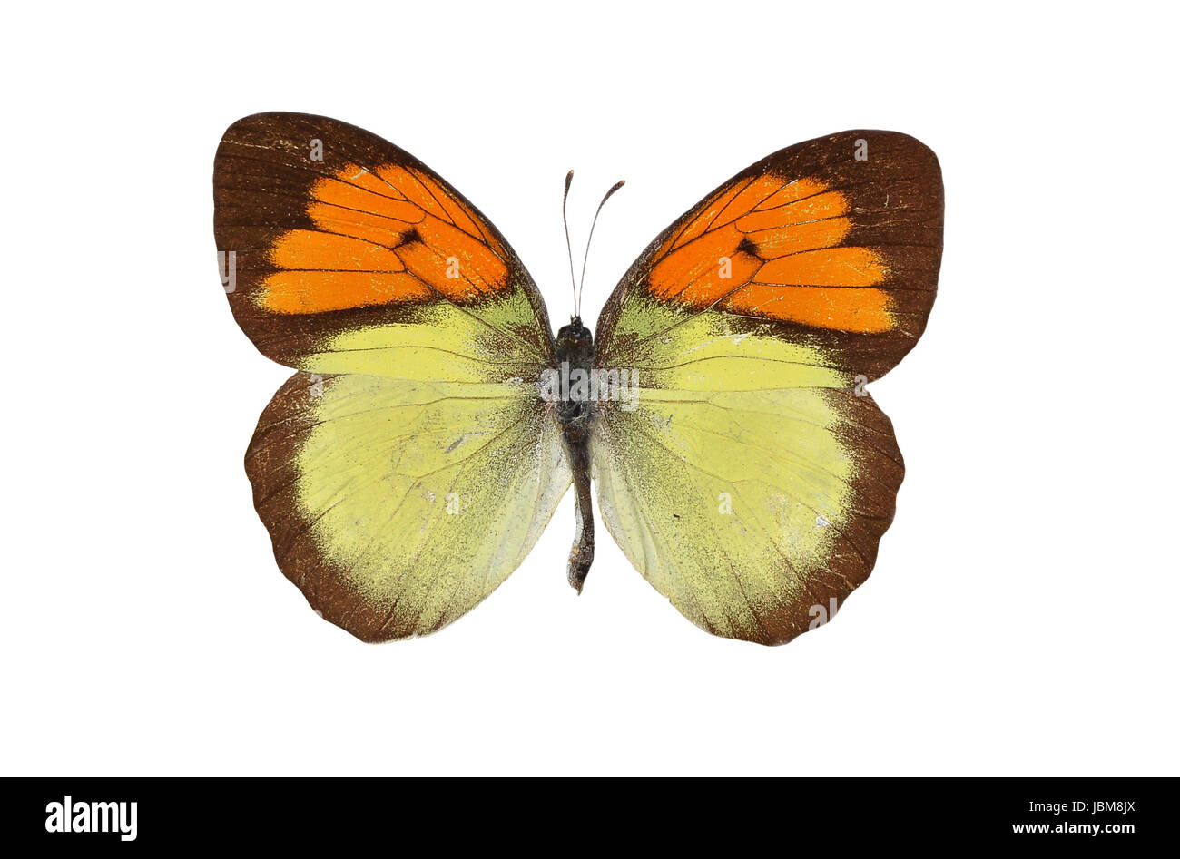 Ixias pyrene insignis Stock Photo - Alamy