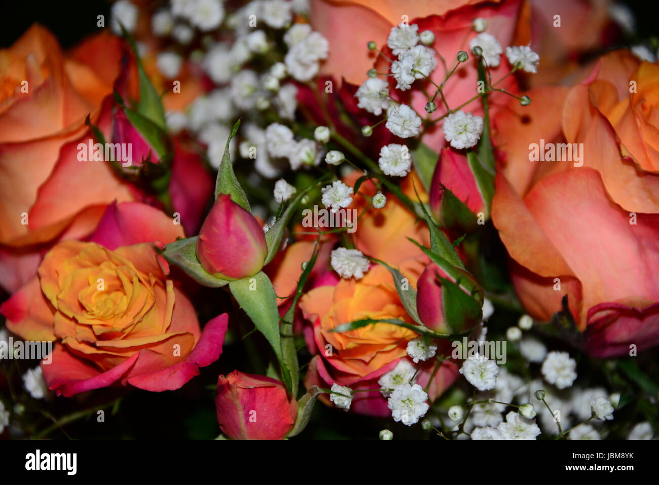 Stauss hi-res stock photography and images - Alamy