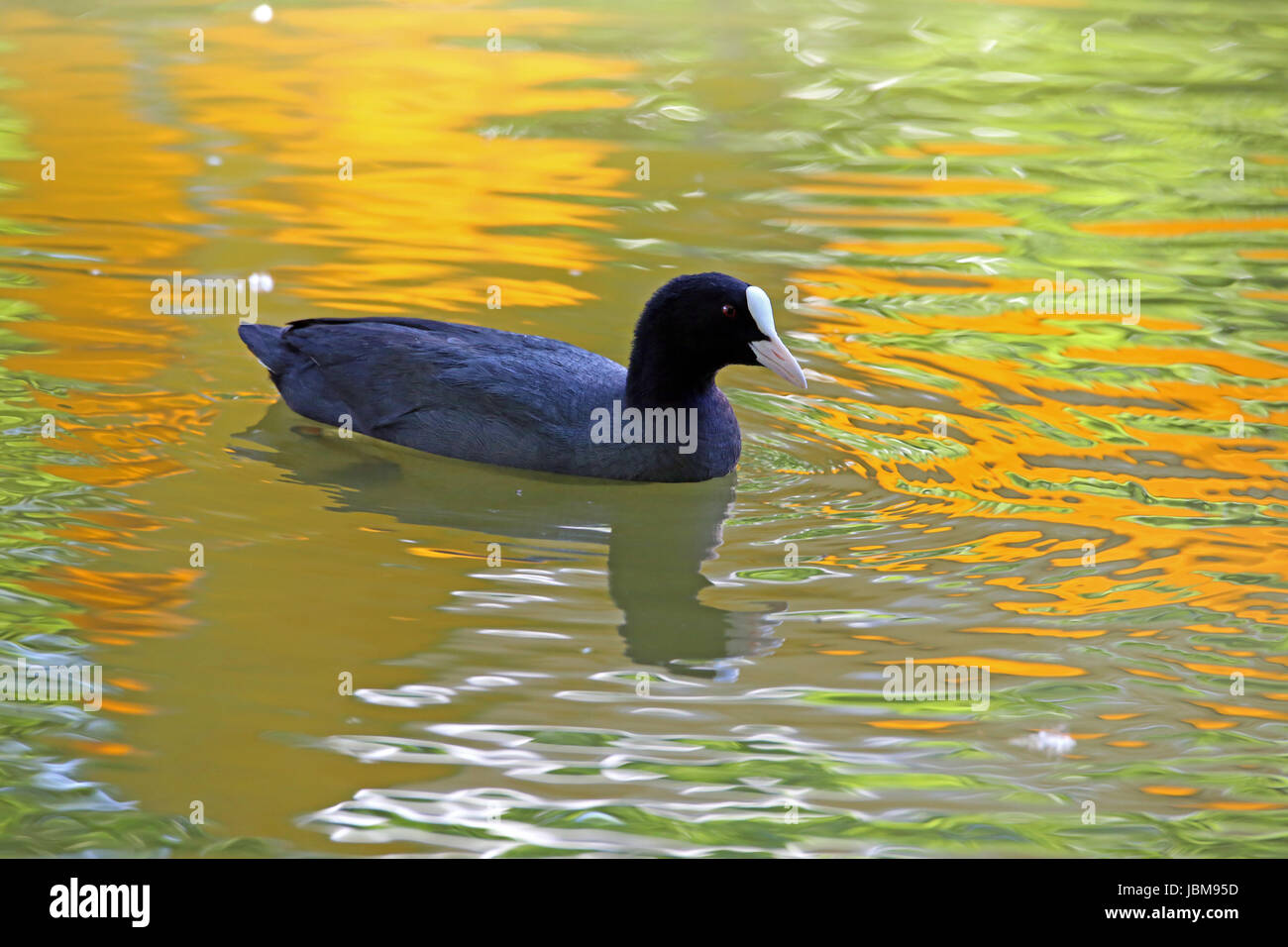 Black colourful colors colours hi-res stock photography and images - Alamy