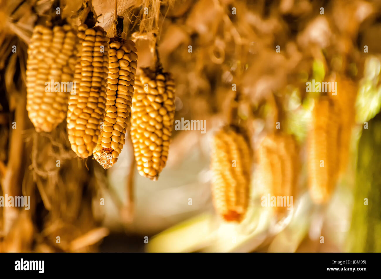 Hanged corn hi-res stock photography and images - Alamy