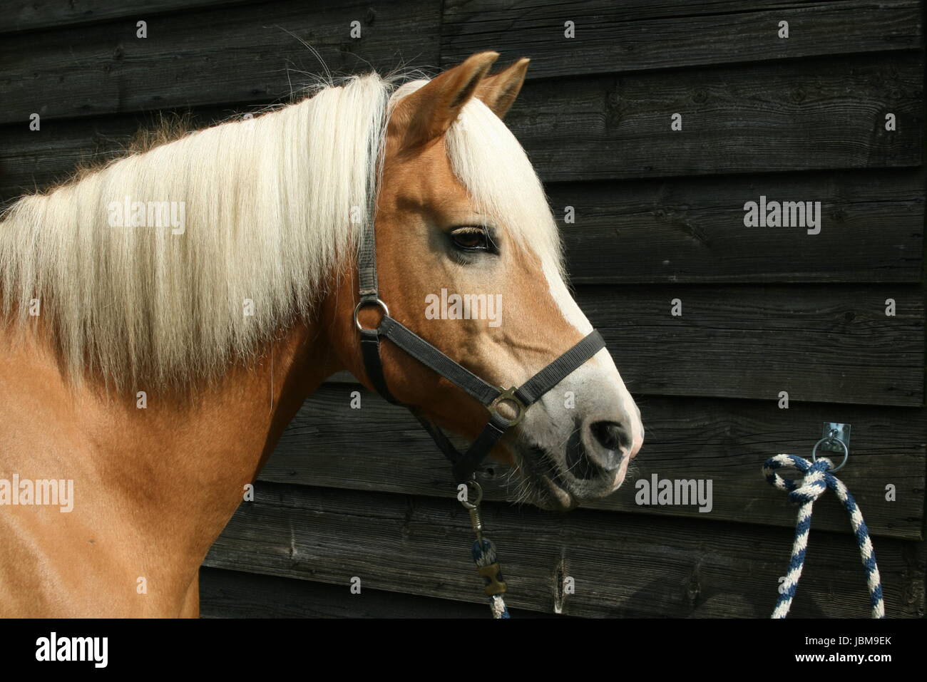 Tethered horse hi-res stock photography and images - Alamy