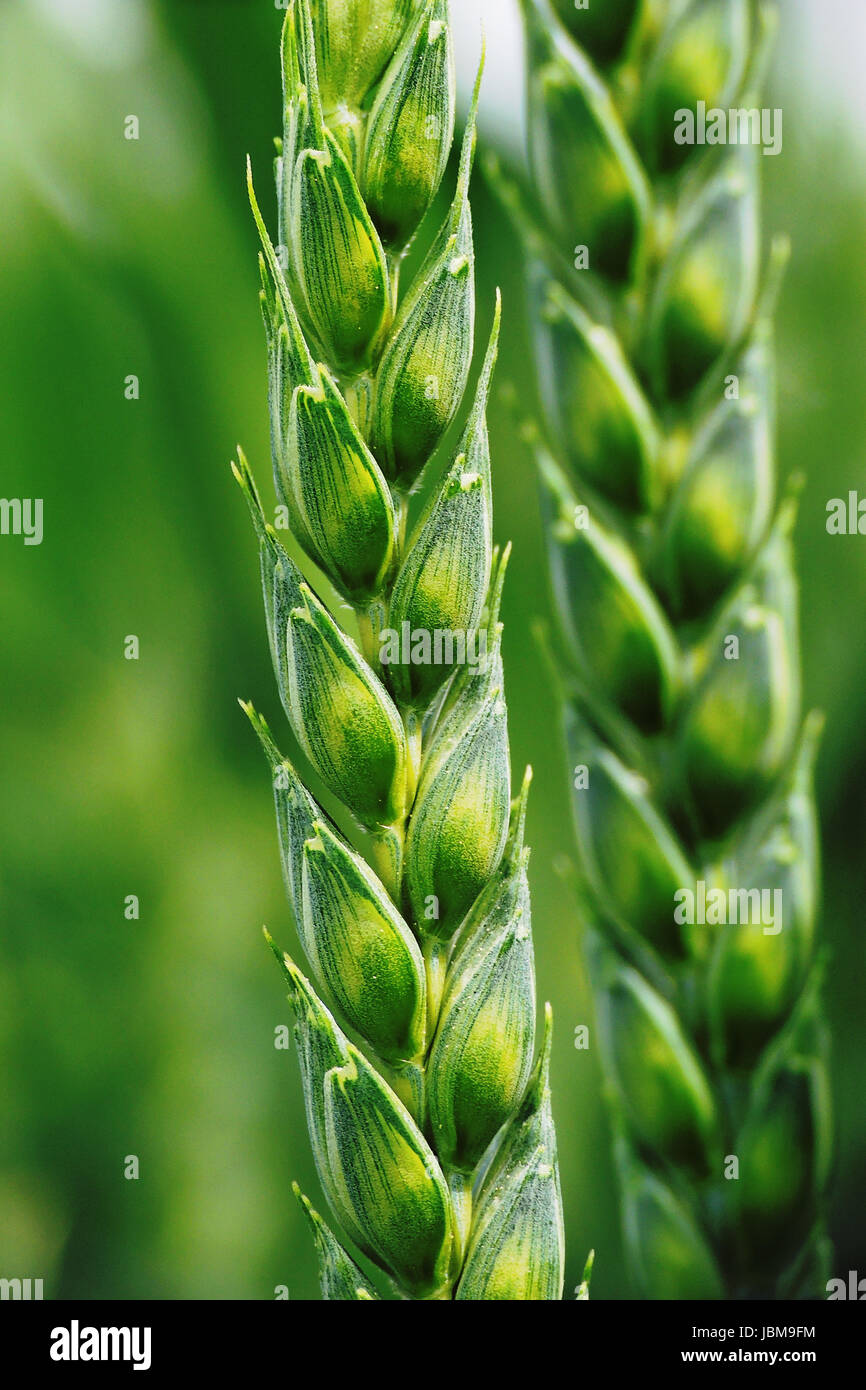 Weizenanbau hi-res stock photography and images - Alamy