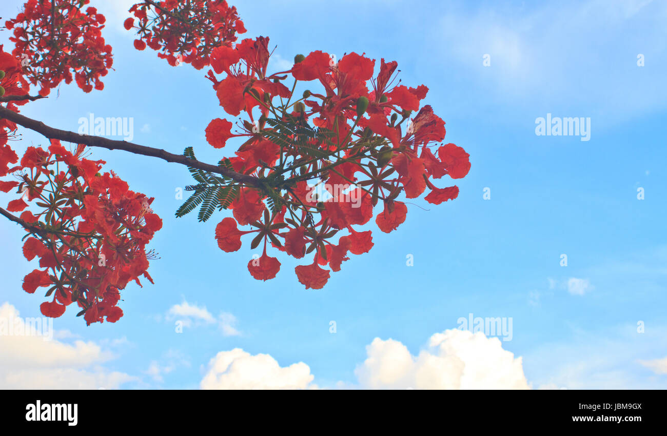 Peacock flowers on poinciana tree and blue sky background Stock Photo ...