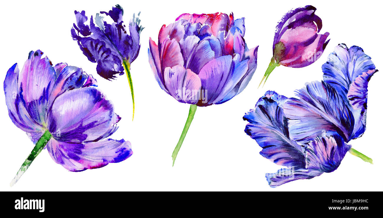 Wildflower Tulip Flower In A Watercolor Style Isolated Aquarelle Wild