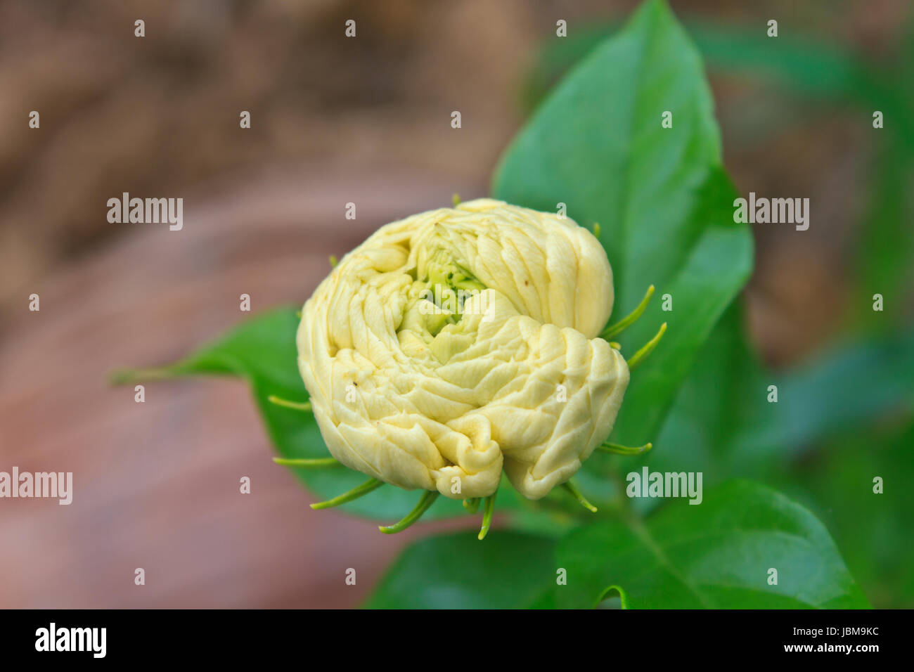 Arabian jasmine jasminum sambac hi-res stock photography and images - Alamy