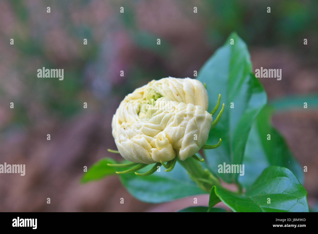Jasminum sambac flower hi-res stock photography and images - Alamy