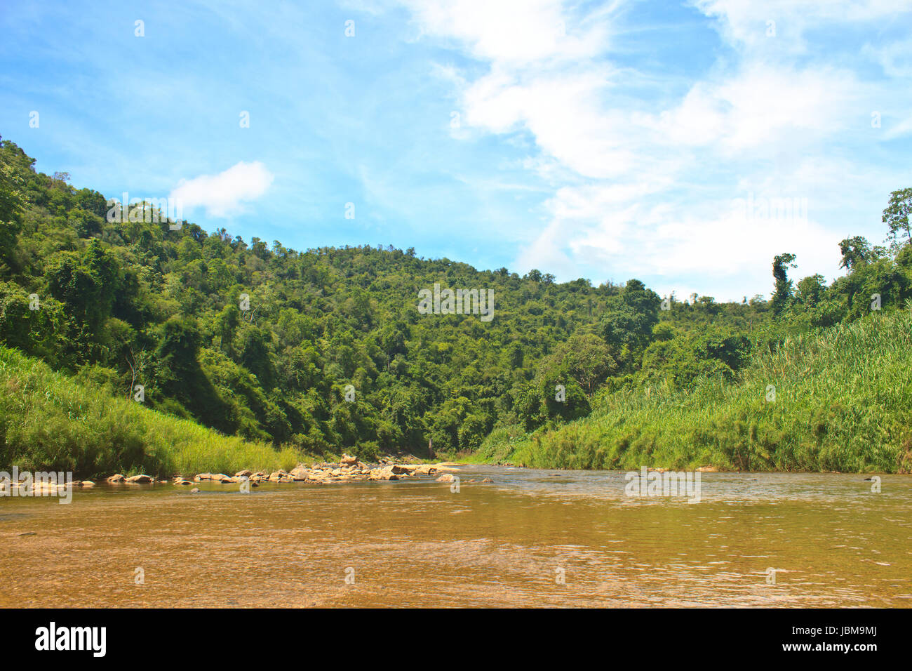 River in deep forest, river in evergreen forest in Thailand Stock Photo ...