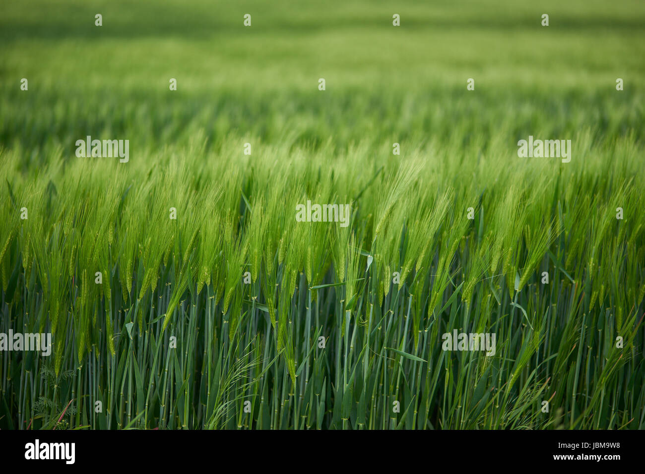Field of fresh green barley in june hi-res stock photography and images ...
