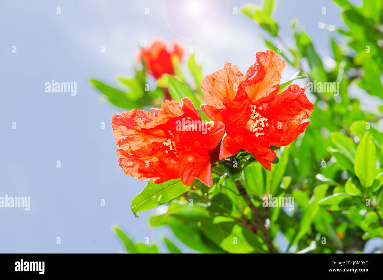 Pomegranate spring blooming branch with backlit red flowers against ...
