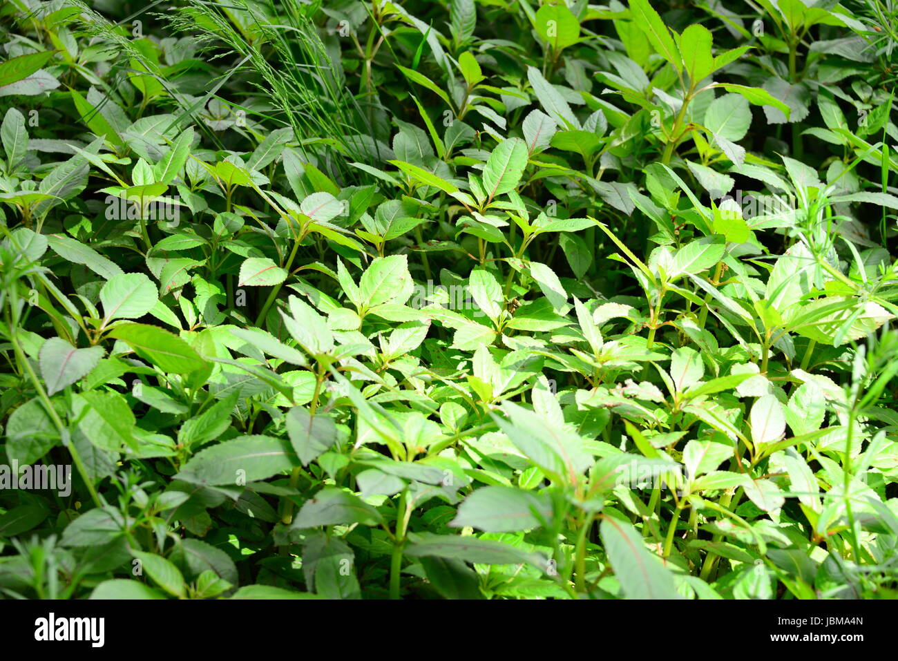 spring in the forest - fresh green leaves Stock Photo - Alamy