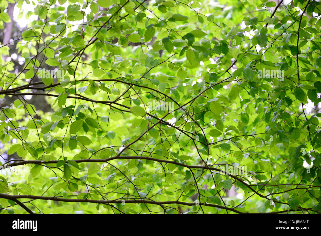 spring in the forest - fresh green leaves Stock Photo - Alamy