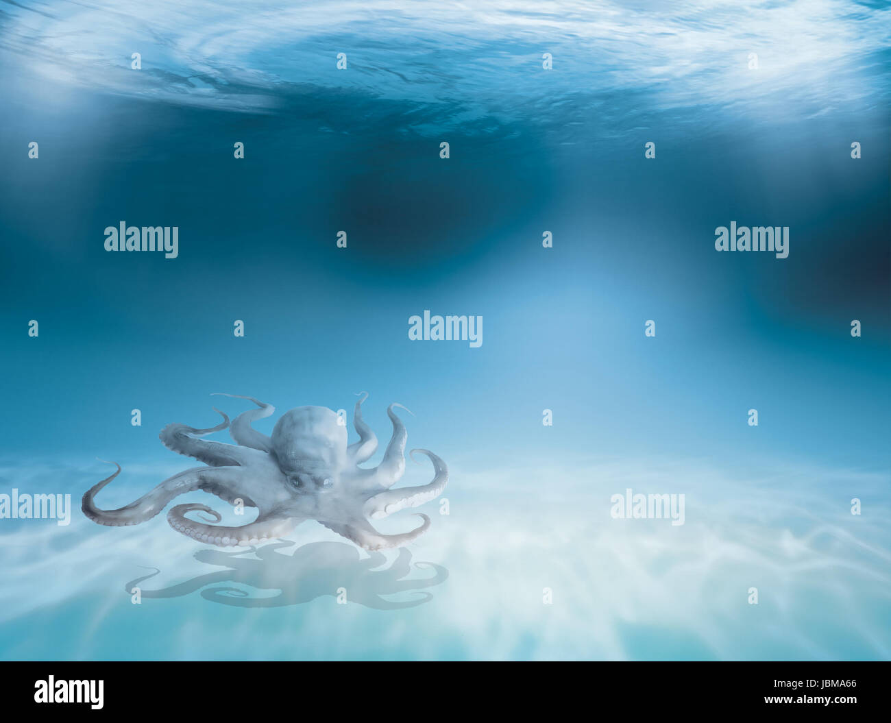 Underwater: octopus in the blue shallow water Stock Photo - Alamy