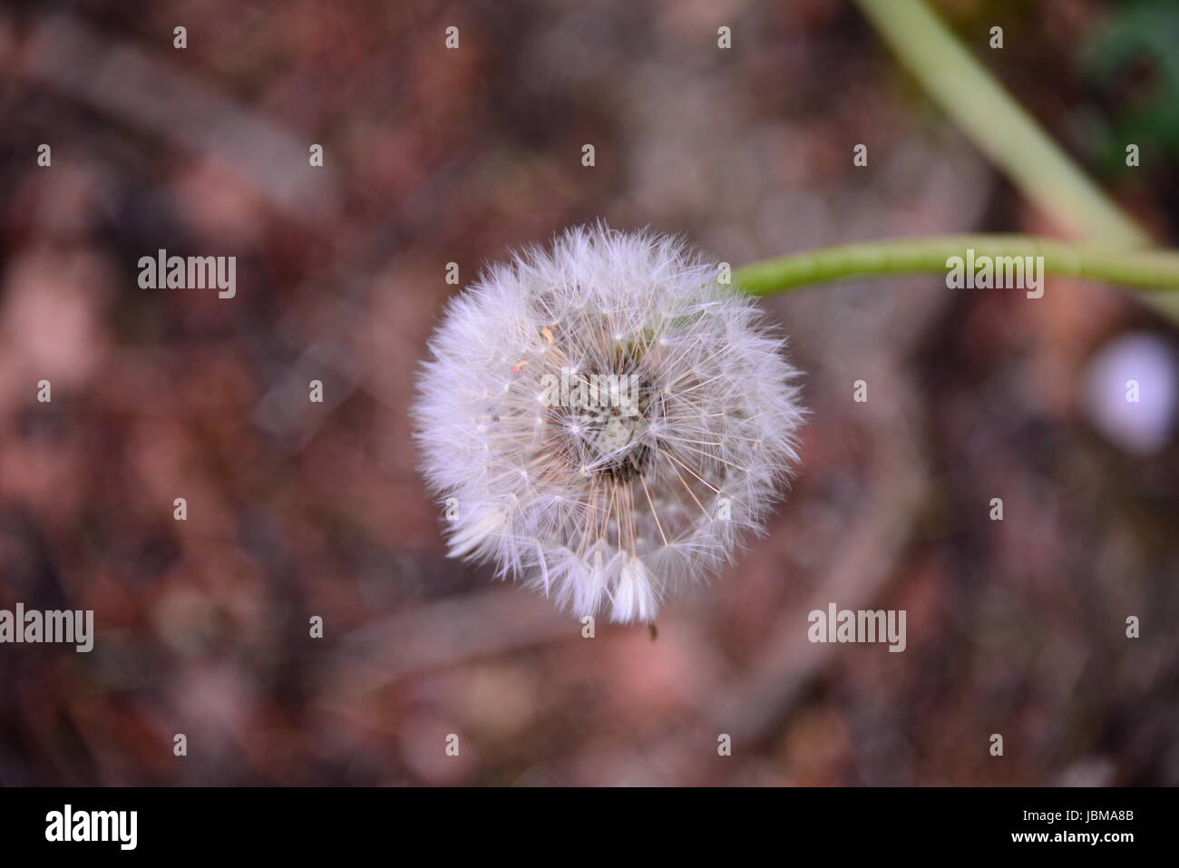puste flowers on the meadow Stock Photo - Alamy