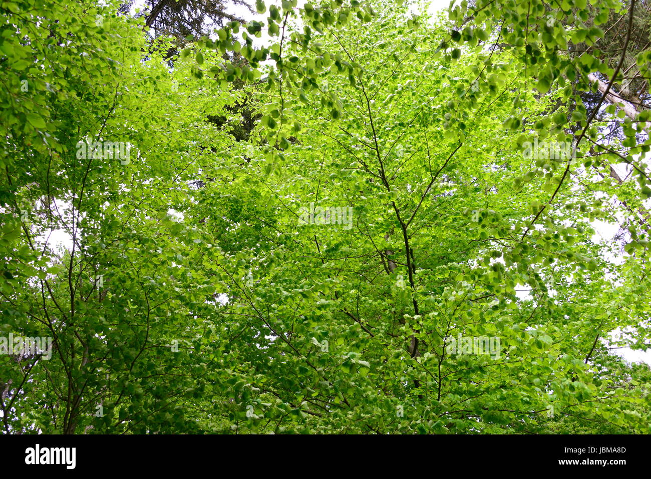 spring in the forest - fresh green leaves Stock Photo - Alamy