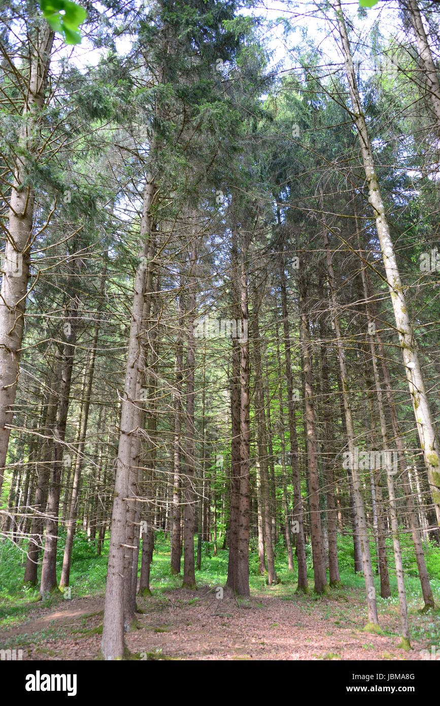 spring in the forest - fresh green leaves Stock Photo - Alamy