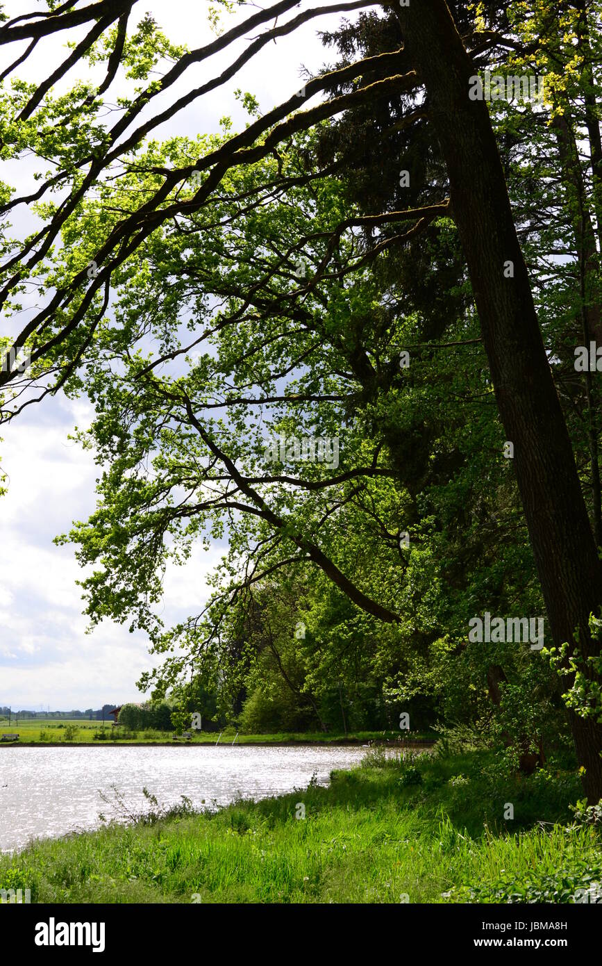 spring in the forest - fresh green leaves Stock Photo - Alamy