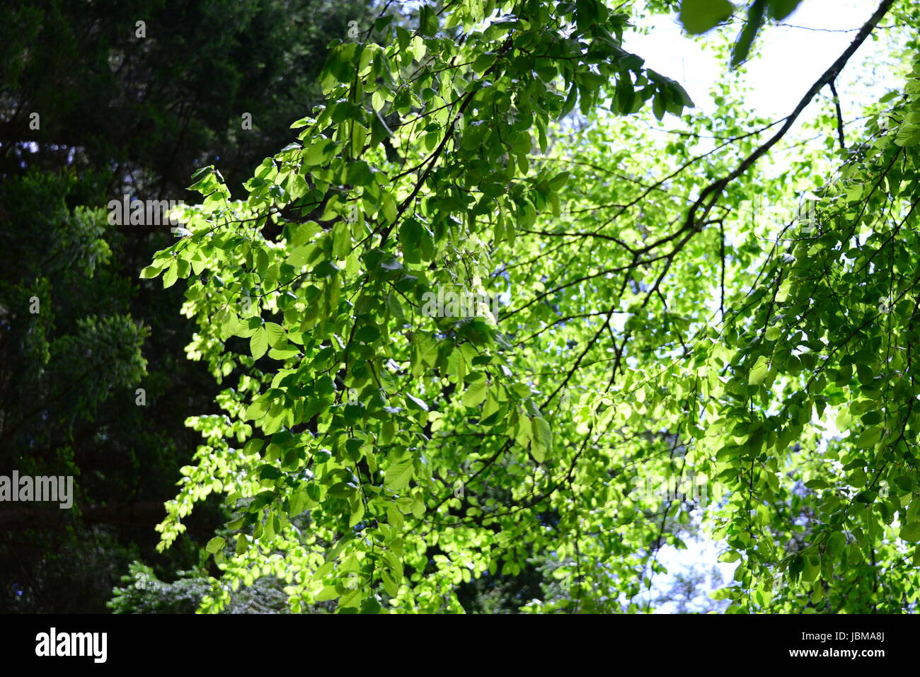 spring in the forest - fresh green leaves Stock Photo - Alamy