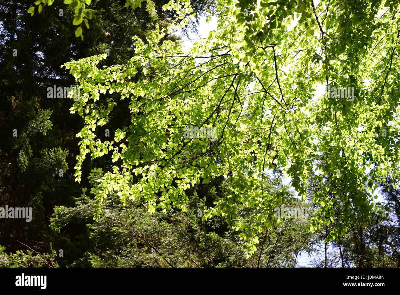 spring in the forest - fresh green leaves Stock Photo - Alamy