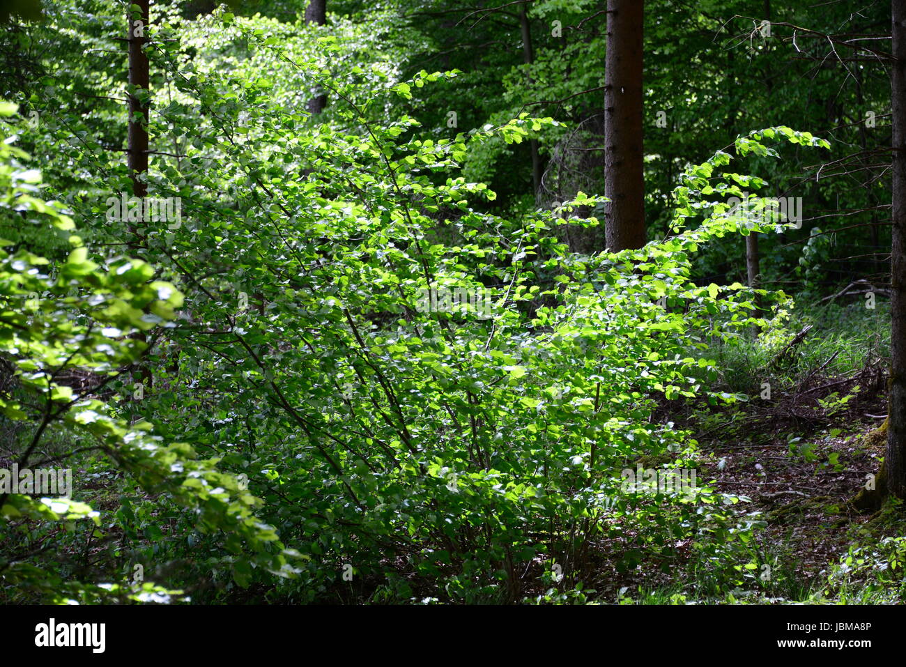 spring in the forest - fresh green leaves Stock Photo - Alamy