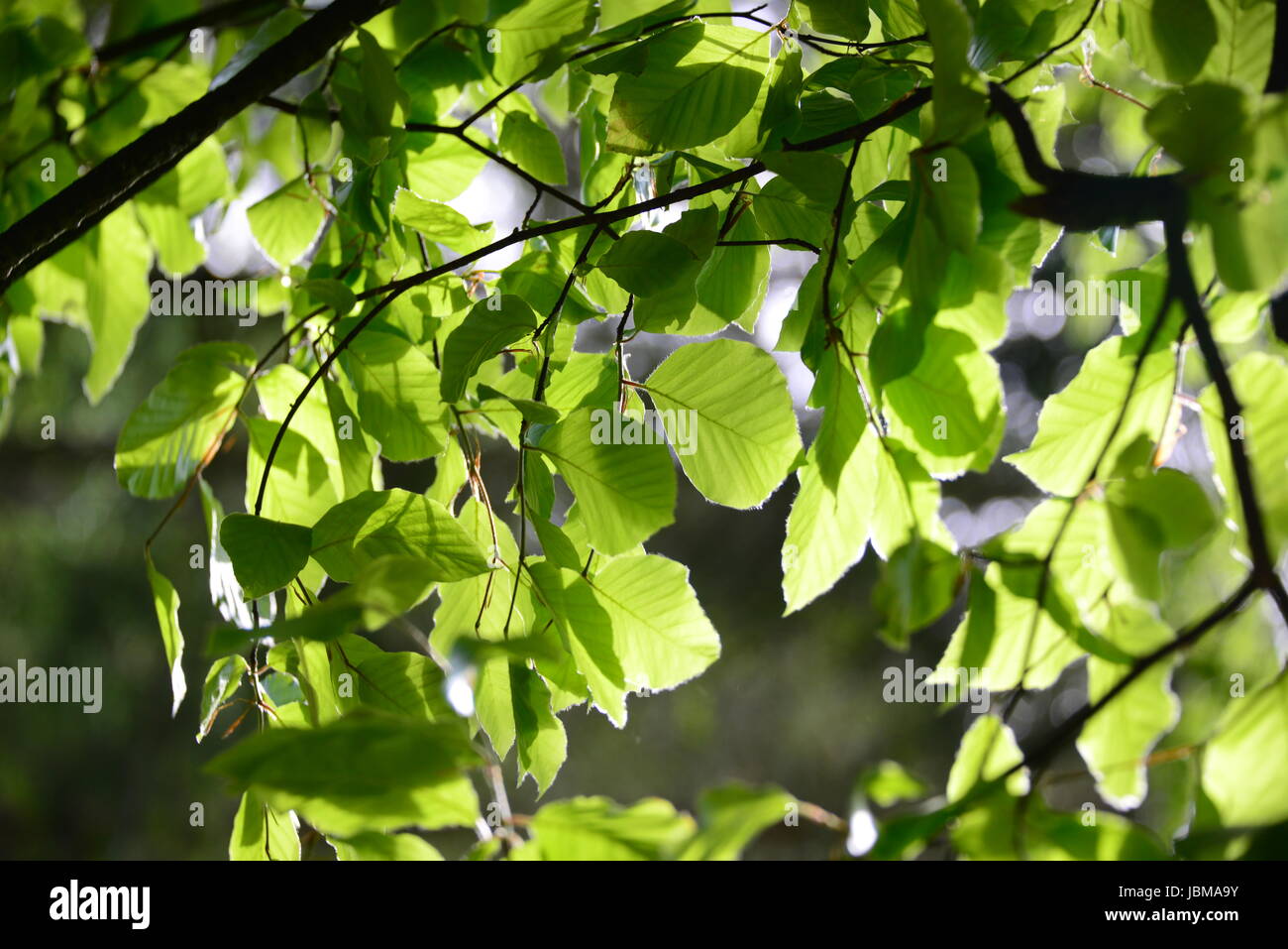 spring in the forest - fresh green leaves Stock Photo - Alamy