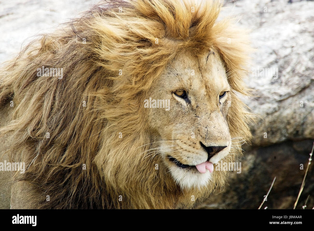 feline predator portrait Stock Photo - Alamy