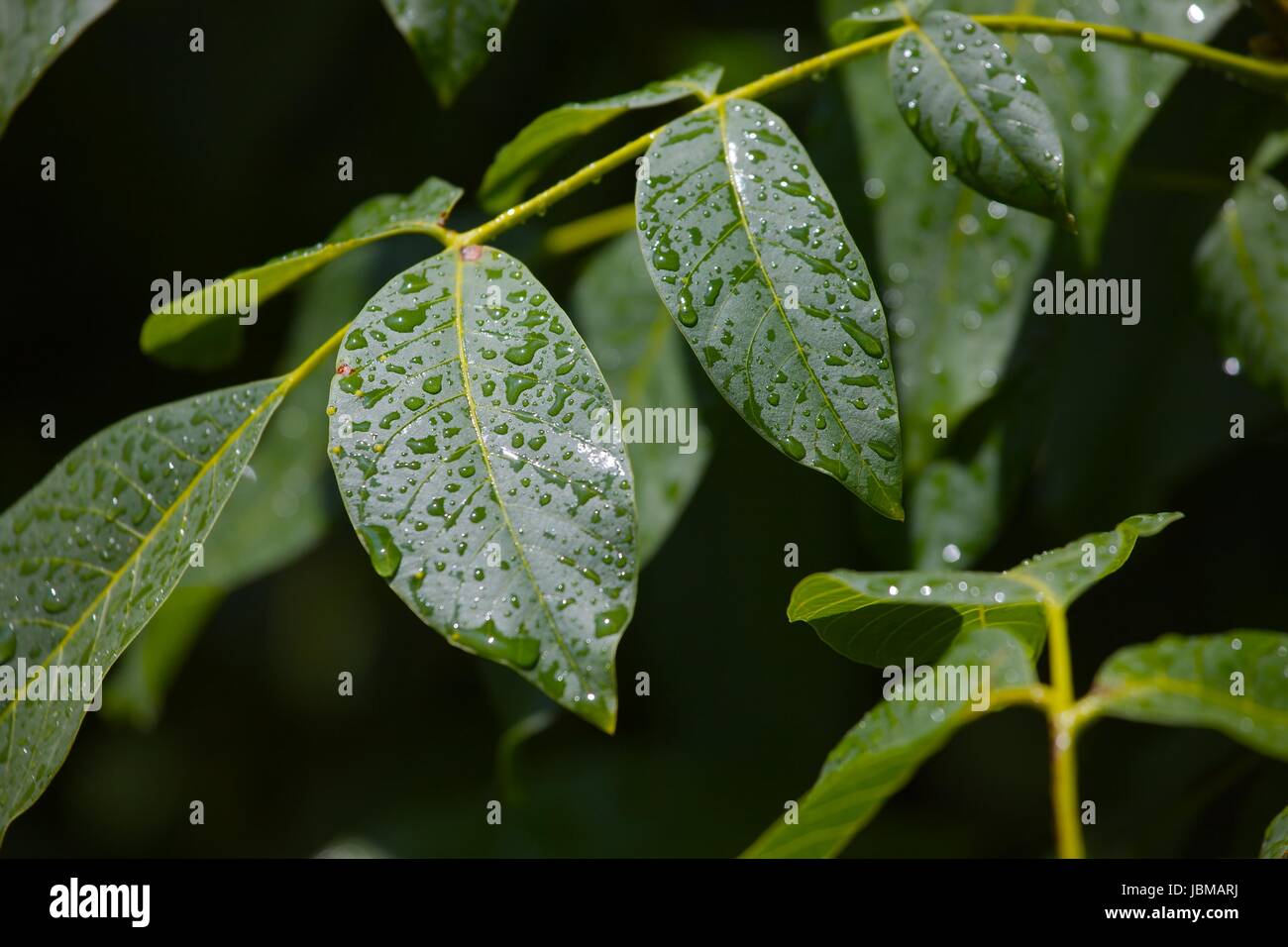 Wet leaves of a tree after rain Stock Photo - Alamy