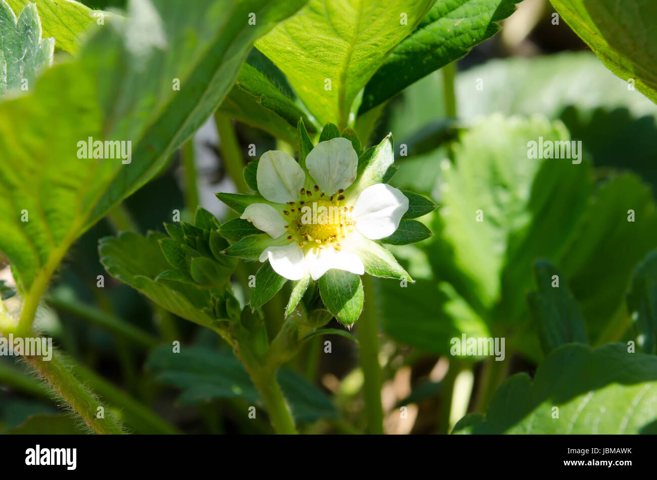 strawberry white flower Stock Photo - Alamy