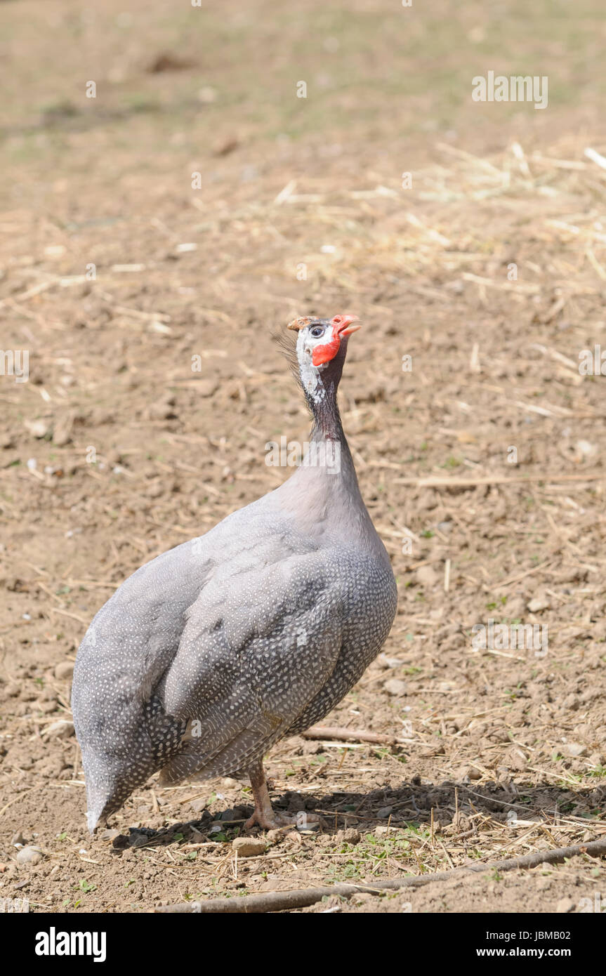 Guinea hens hi-res stock photography and images - Alamy