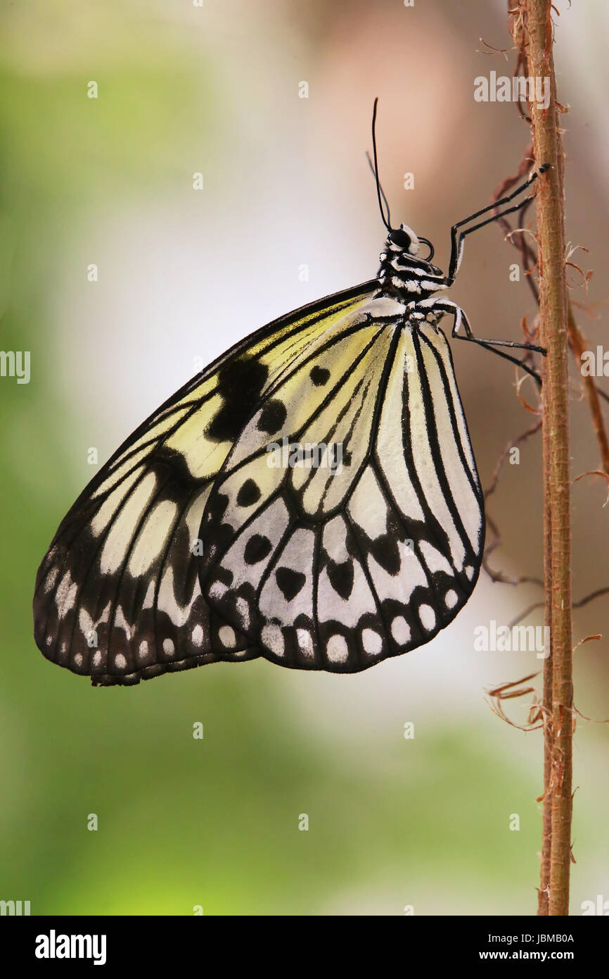 Landscape format moth image hi-res stock photography and images - Alamy