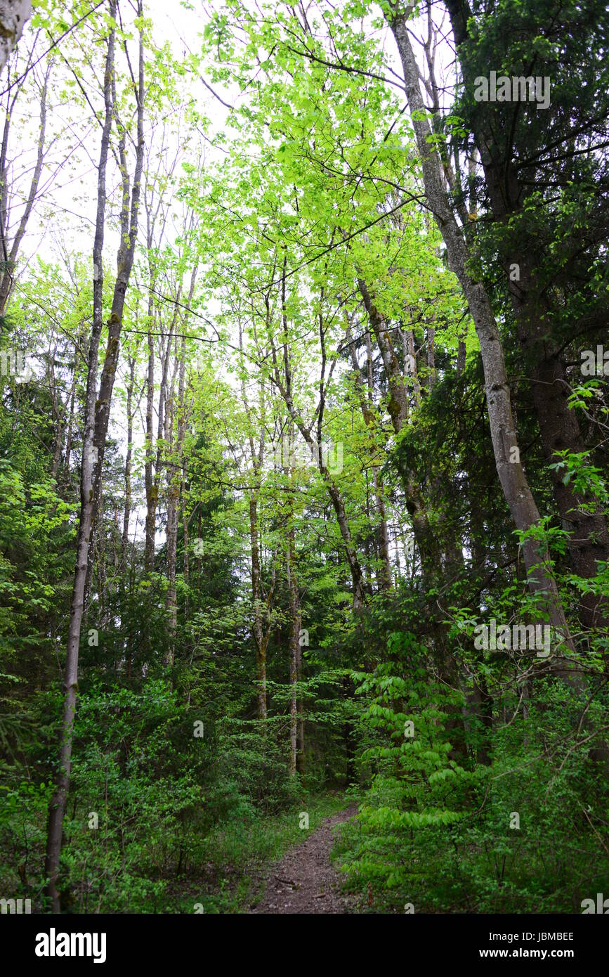 spring in the forest Stock Photo - Alamy