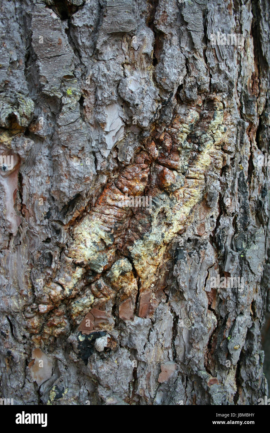 bark from the tree Stock Photo - Alamy