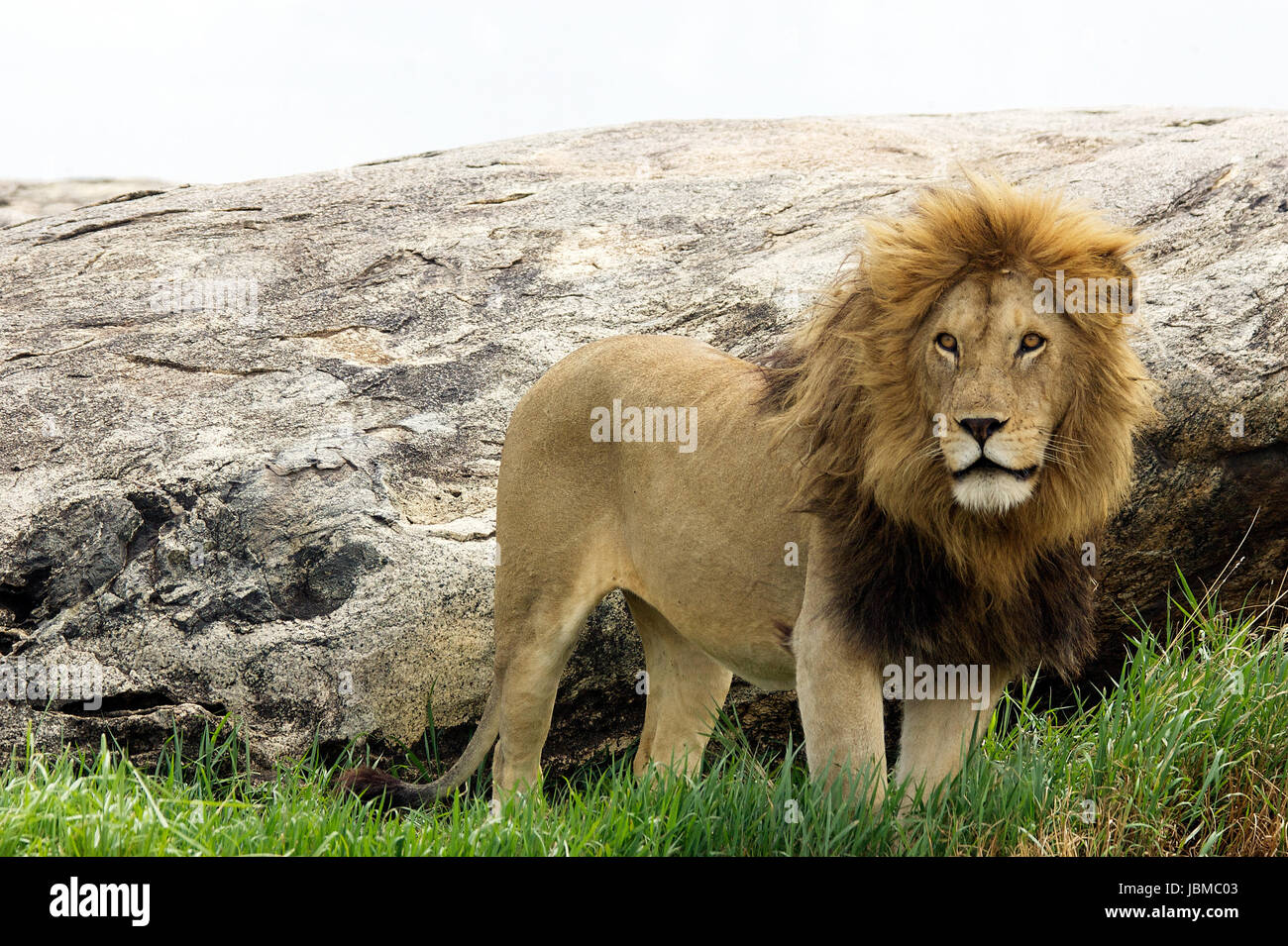 feline predator outdoor Stock Photo - Alamy