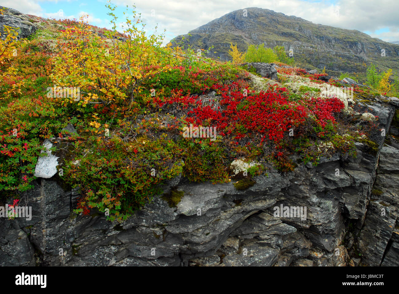 Colour mountain plants hi-res stock photography and images - Alamy